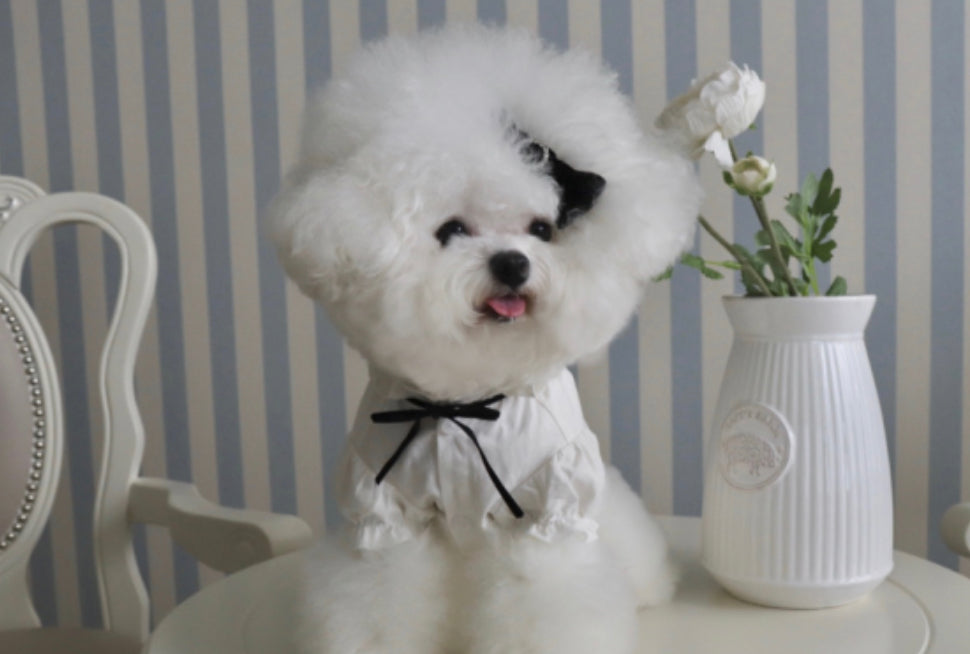 クラシックブラウス – corona dog lifestyle
