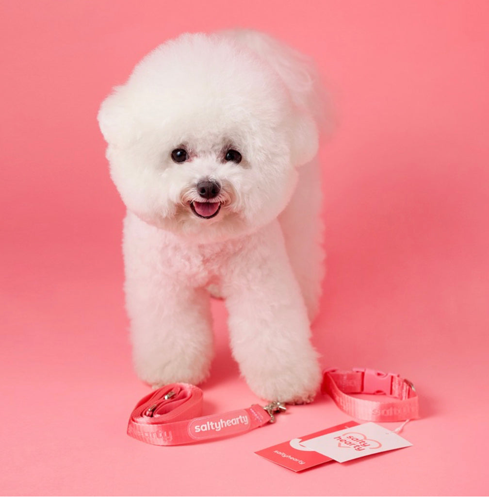 everyday collar – corona dog lifestyle